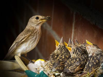 The suffering of a mother bird :: Jeff Jacoby